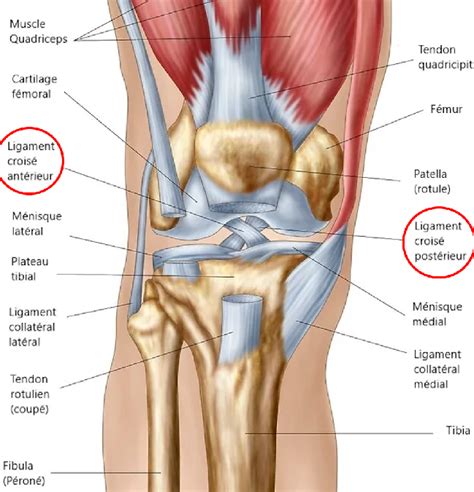 Rupture des ligaments croisés du genou Dr Majed Issa