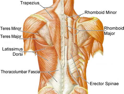 Ultimate Back Workout Grow Your Wings •
