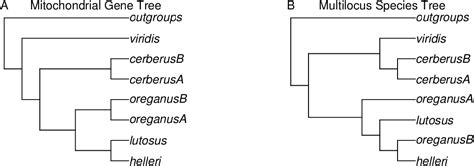 Figure 4 From Multilocus Species Delimitation And Species Tree Inference Within The Western
