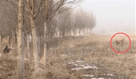 击毙！辽宁特警果断开枪（现场视频）疯牛
