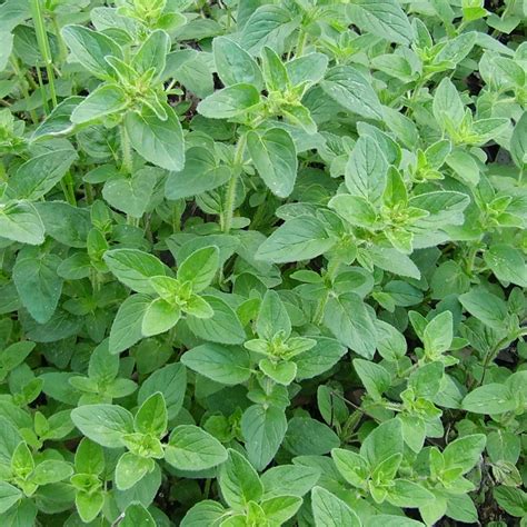 Aceite Esencial De Oregano Origanum Majorana Terragua