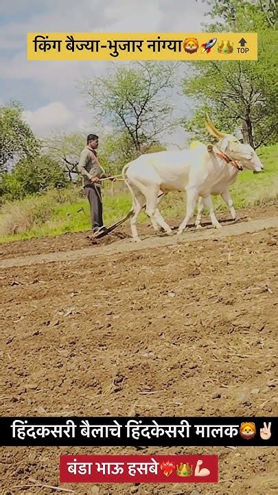 मालक बंडा भाऊ 🤞🏻⚜️💥नादएकचबैलगाडाशर्यत Naadekachbailgadasharyat