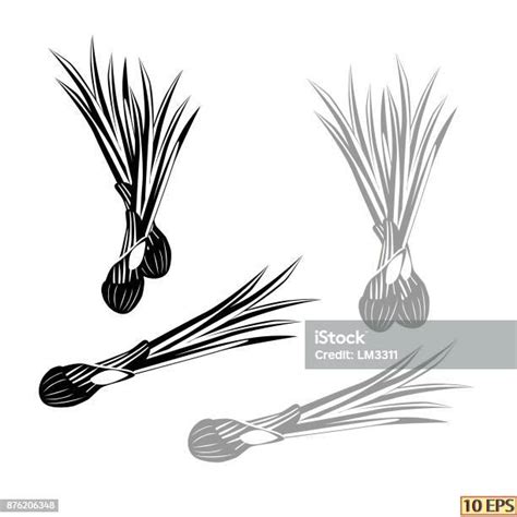 弓 燈泡 洋蔥在白色背景上隔離的黑色圖示洋蔥在平坦的風格美麗的圖示向量插圖向量圖形及更多一組物體圖片 一組物體 仰臥起坐 圖示