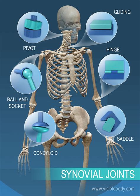Joints And Ligaments Learn Skeleton Anatomy