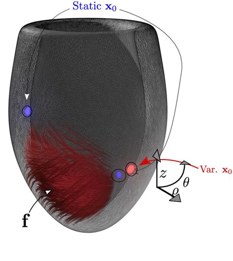 Lv Model Setup With The Fiber Field F As Streamlines The Excitation Is