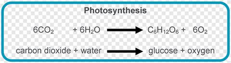 Equation For Light Dependent Reaction Diy Projects