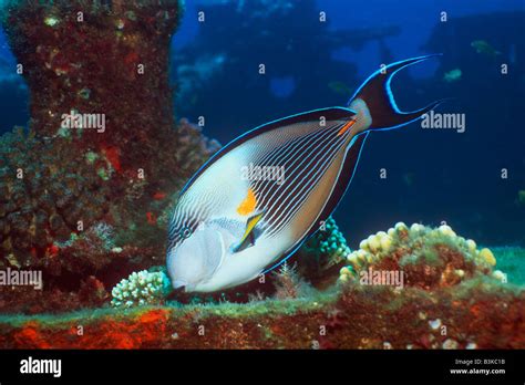 Sohal Surgeonfish Acanthurus Sohal Feeding On Algae Red Sea And Arabian