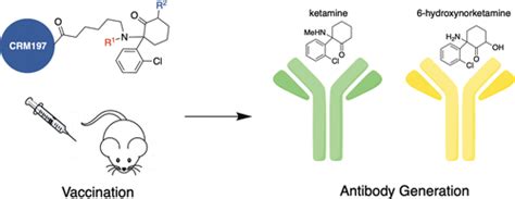 结构相关的生物偶联物家族产生对氯胺酮和 6 羟基去甲氯胺酮具有不同选择性的抗体 Acs Chemical Neuroscience X Mol