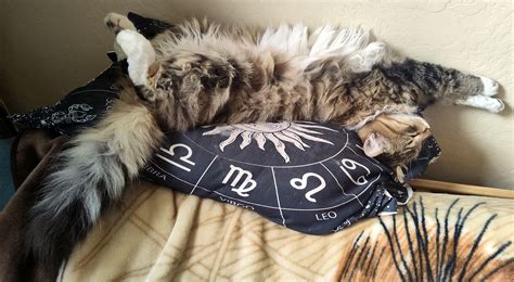 Miles Does Have Some Unusual Sleeping Habits Rbottlebrush