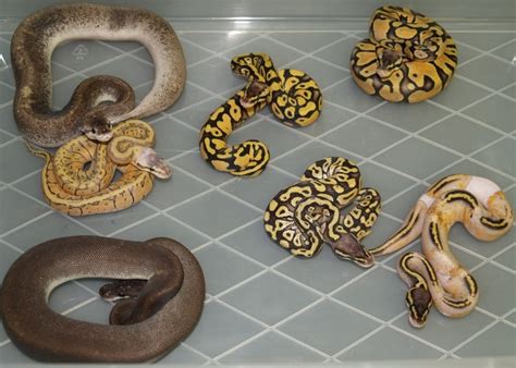2012 Royal Python Morphs Reptile Forums