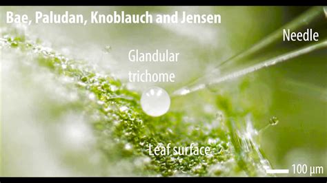 Dtu Technical University Of Denmark On Linkedin Worlds Smallest Fruit Picker