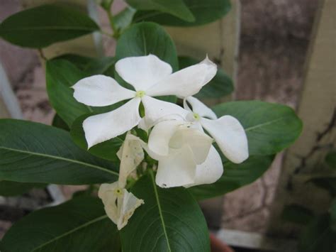 Photos Rose Periwinkle Suz And Tell