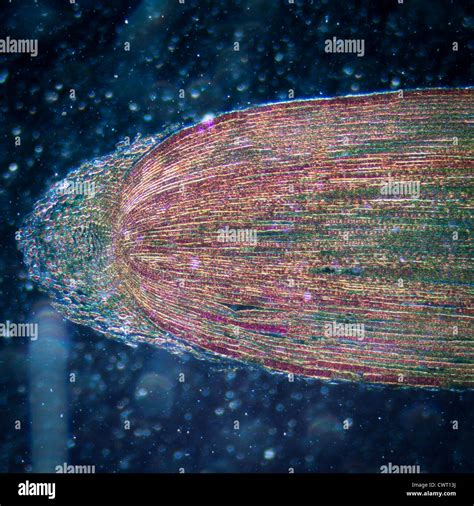 Root Tip Hi Res Stock Photography And Images Alamy