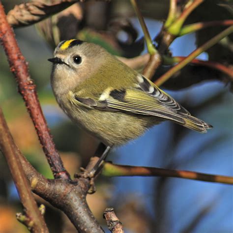 Goldcrest photos and wallpapers. Collection of the Goldcrest pictures