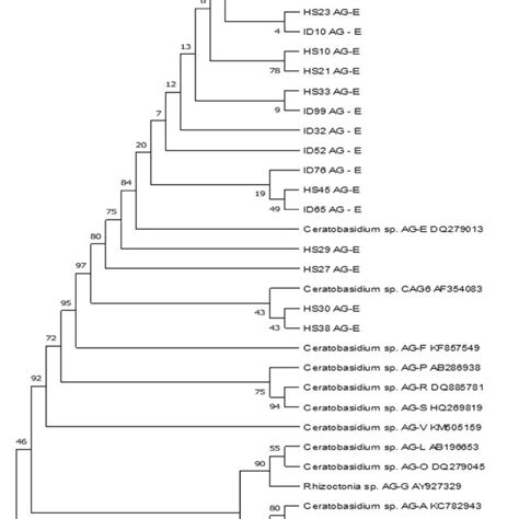 A Bootstrap Tree Showing Genetic Relationships Among The AG E