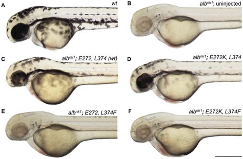 Effect Of Human Coding Polymorphisms On Zebrafish Mrna Rescue Of The