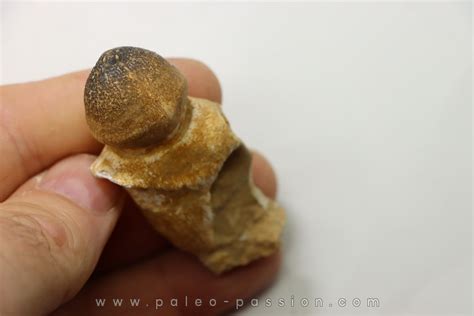 Mosasaure Tooth Globidens Phosphaticus Maastrichtian Oued Zem Morocco