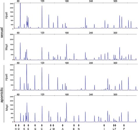 Msap Output And Dna Methylation Patterns Methylation Patterns