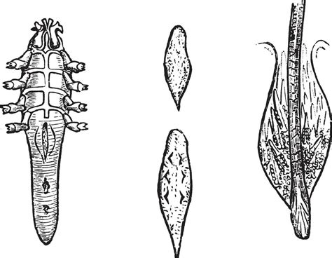 Demodex Grown Vintage Engraving 34975903 Vector Art At Vecteezy