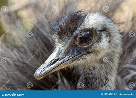 Portrait Of Grey Greater Rhea Close Up Photo Stock Image Image Of