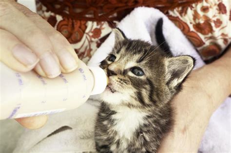 Hands On Guide To Bottle Feeding A Kitten LoveToKnow Pets