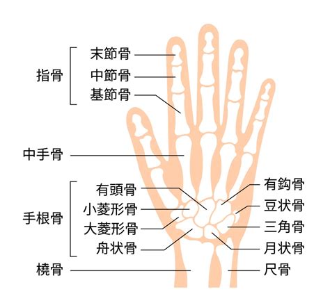 Metacarpal Bones Back Aging