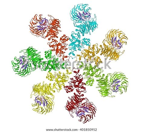 Molecular Structure Human Apoptosome Large Quaternary Stock Illustration 401850952 Shutterstock