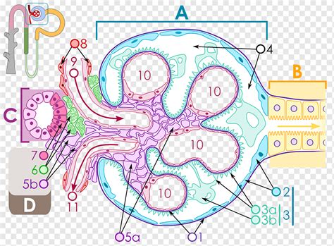 Renal Corpuscle Glomerulus Bowmans Capsule Juxtaglomerular Apparatus