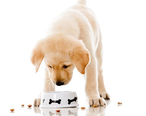 5 Reasons Why You Should Never Free Feed Your Pup All Things Pups