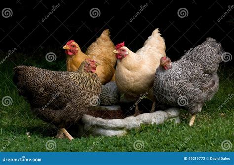 Quatre Poules Gratuites De Coq Nain De Gamme Photo Stock Image Du