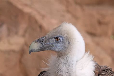 Griffon Vulture Stock Image Image Of Power Fierce Outdoor 22625389