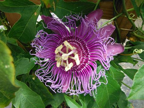 Passiflora Incarnata X P Cincinnata Incenseincense Passion Vine4
