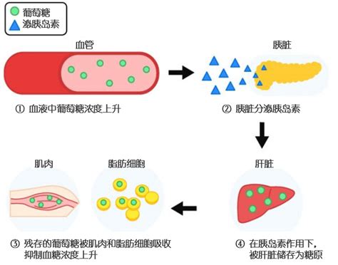 【健康学说】血糖值飙升 Sugar Spike 与糖尿病 Sugar 糖尿病 胰岛素 葡萄糖 血糖 健康界