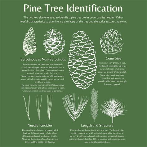Pine Tree Identification Tree Identification Guide Pine Tree Worksheet