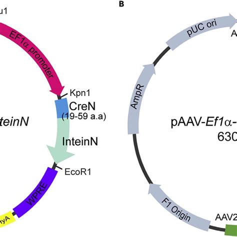 Maps Of The Paav Plasmids Carrying Split Intein Mediated Split Cre A