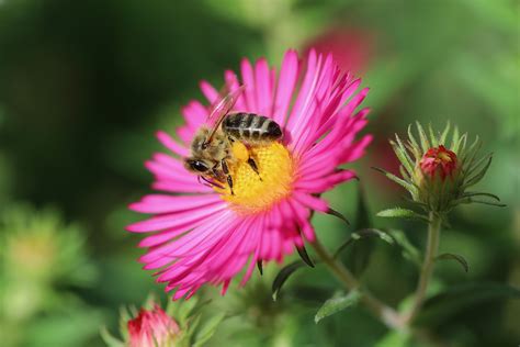 Von der Blüte zum Honig Wie sammeln Bienen Nektar und Pollen und wie