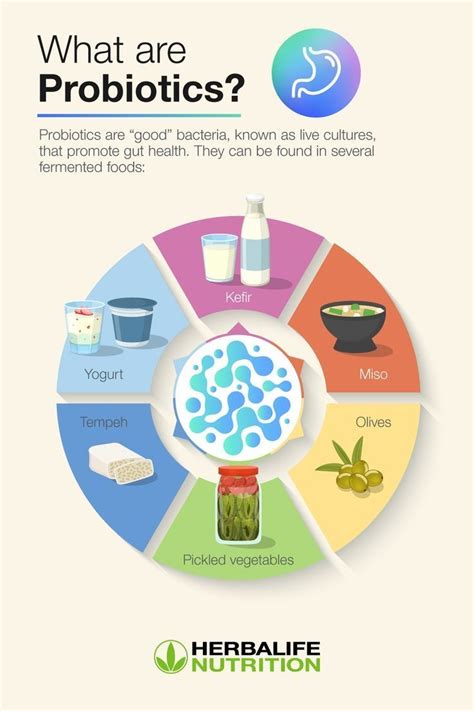 What are probiotics and sources of probiotics – Artofit