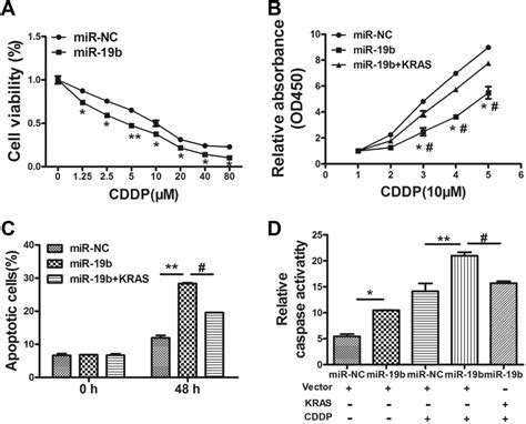 Mir 19b Regulates Cisplatin Cddp Chemosensitivity By Targeting Kras