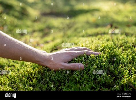 Male Hand Touches Green Moss Illuminated By Sun Unity With Nature Restoration Of Strength
