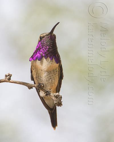 Lucifer Hummingbird Calothorax Lucifer · Inaturalist Canada