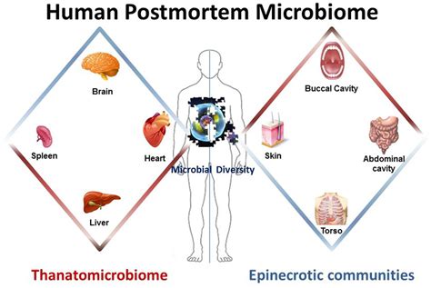 Frontiers The Thanatomicrobiome A Missing Piece Of The Microbial Puzzle Of Death