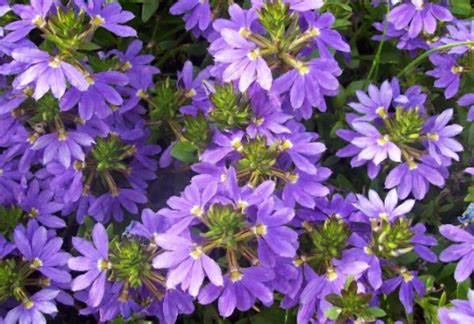 Scaevola Aemula Mauve Clusters The Plant Broker