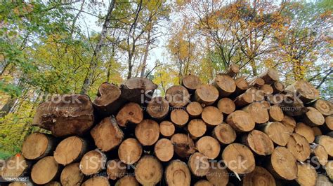 Pohon Yang Ditebang Pohon Dipotongpotong Di Hutan Foto Stok Unduh