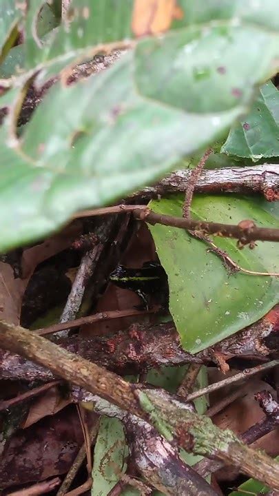 Phyllobates Aurotaenia Andinobatesfulguritus Dendrobates