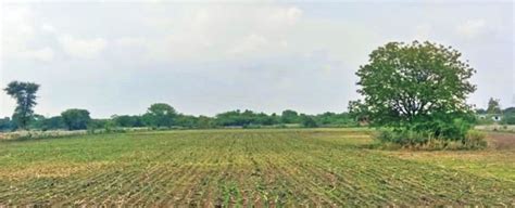 Farmers Are Worried Due To Stagnation In Rain Only 68 Mm Of Rain Has