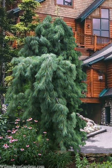 Ornamental Droopy Pine Trees