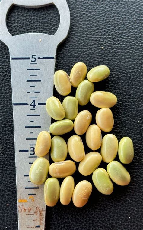 New Soybean Yield Record Set At 218 Bushels