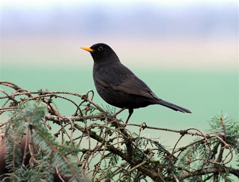Free Images Nature Fly Beak Robin Feather Fauna Plumage