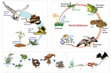 Contoh Rantai Makanan Di Sawah Alfredoknoeswanson