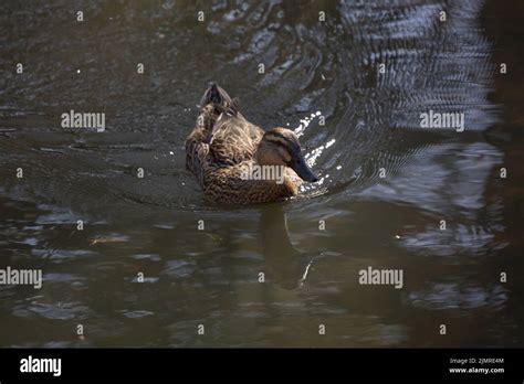 Rouen Duck Hen Also Known As A Domestic Mallard Breed Anas